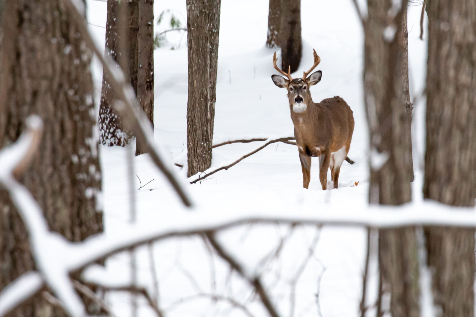 Fort McCoy Wisconsin Deer Hunting - iSportsman USA
