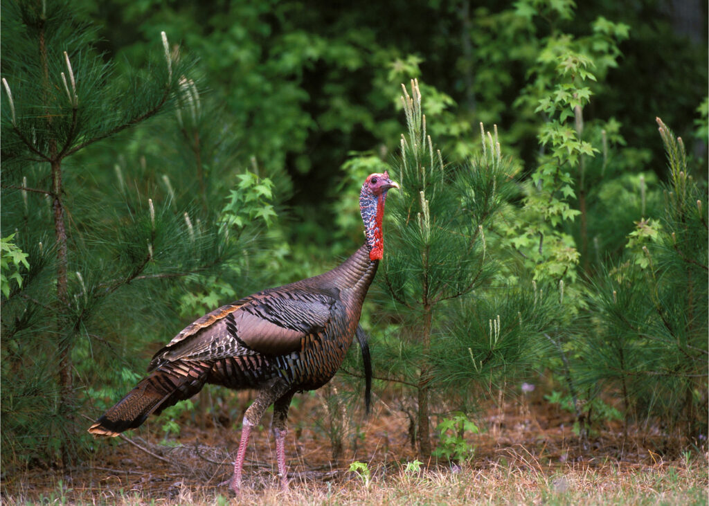 Hunting Wild Turkey 101: A Guide for Hunters