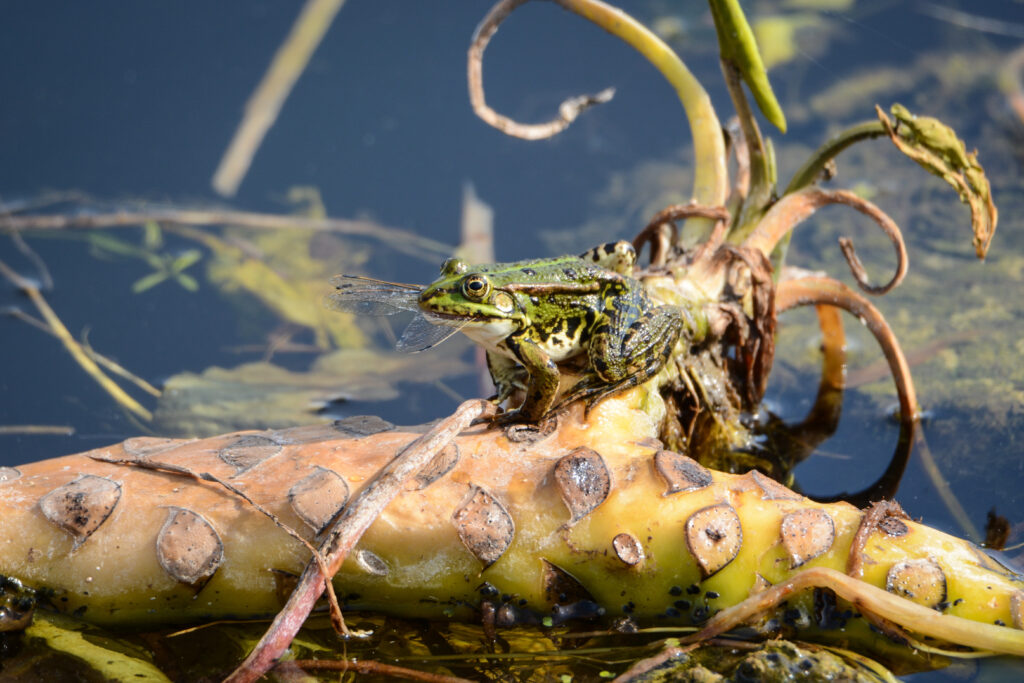 Frog Gigging For Beginners - iSportsman USA