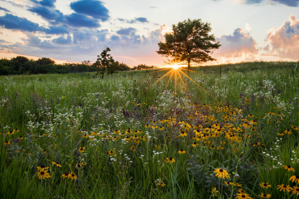 Where to Hunt Prairie Dogs in Kansas - iSportsman USA | iSportsman USA