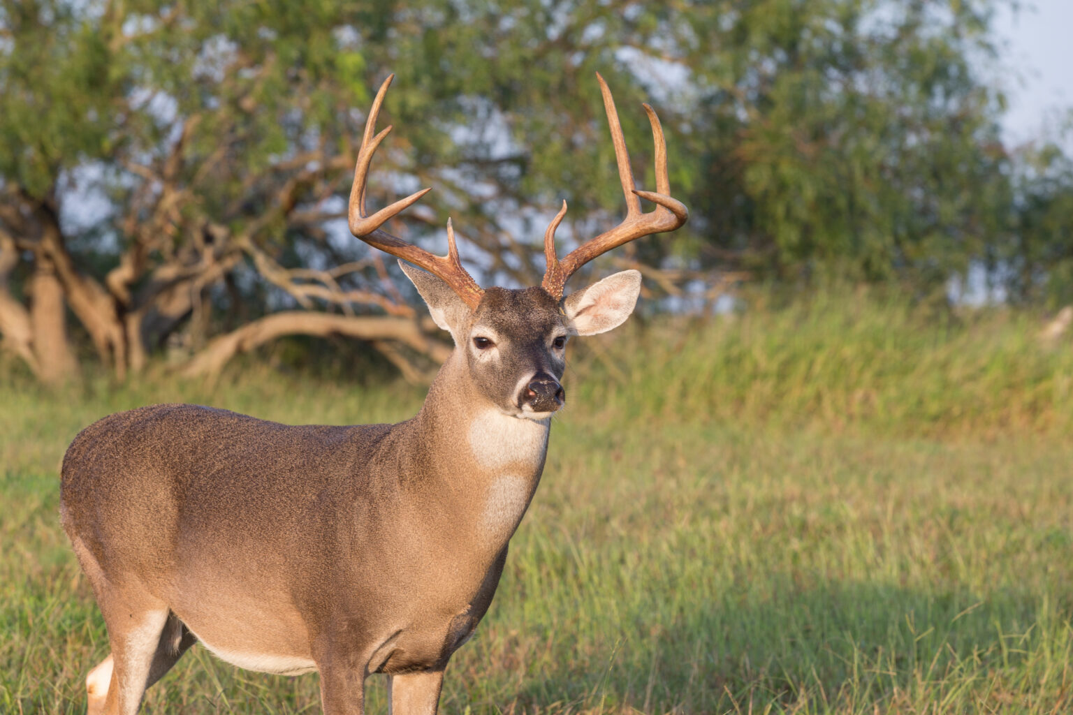 Texas Deer Hunting: What to Expect - iSportsman USA