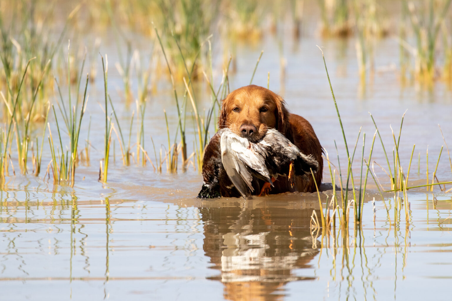 Best Duck Hunting Dogs To Collect Quarry - iSportsman USA