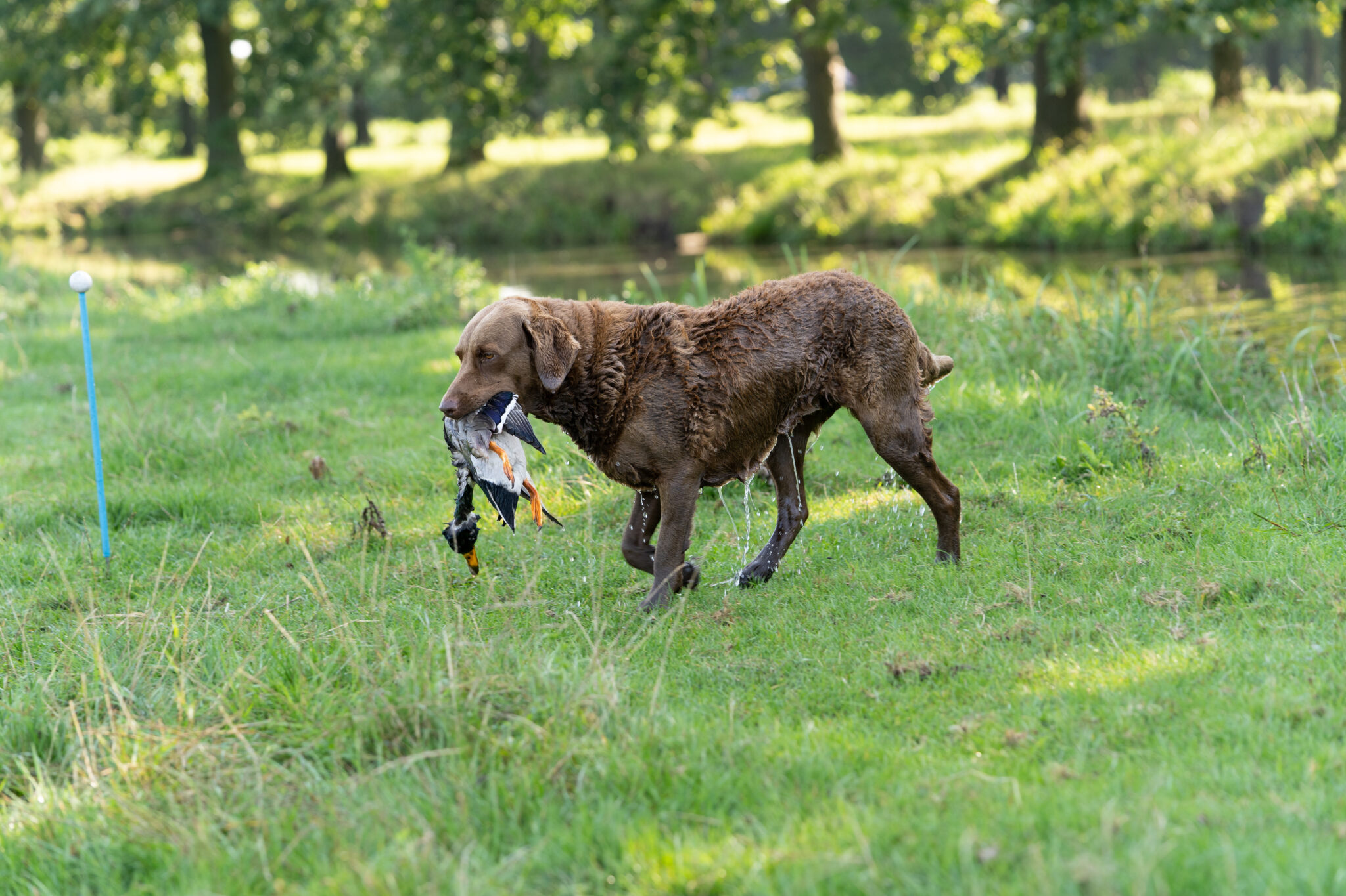 Best Duck Hunting Dogs To Collect Quarry - iSportsman USA