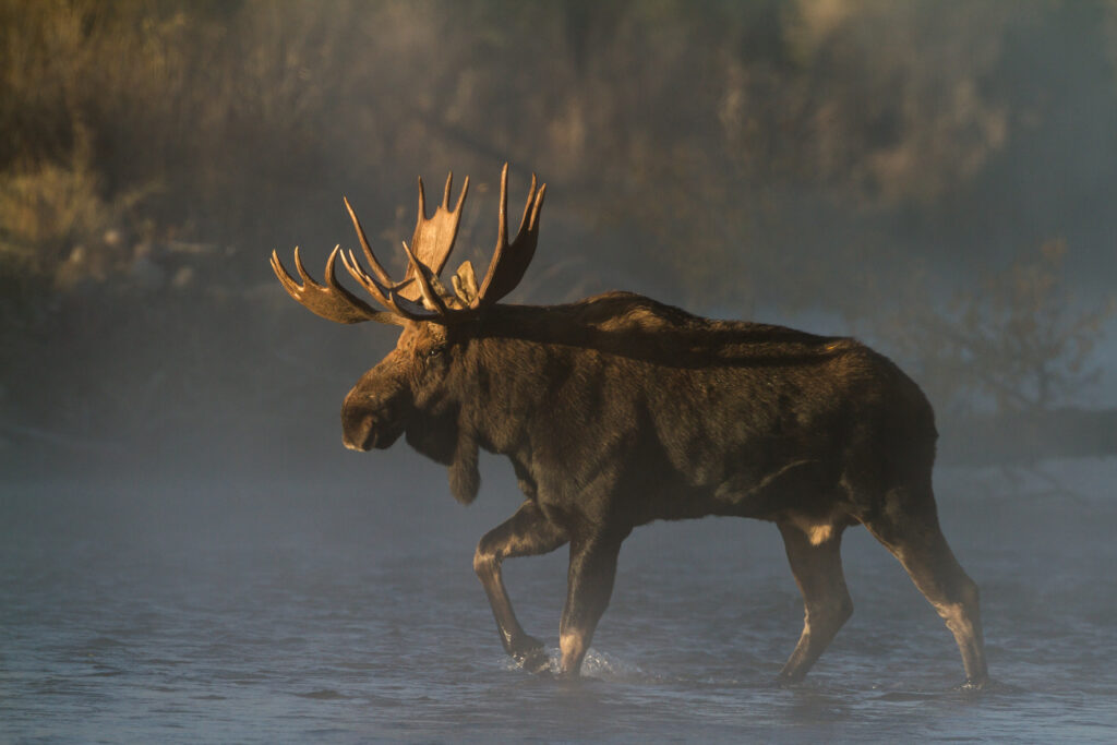 Guide to Moose Hunting in North America - iSportsman USA