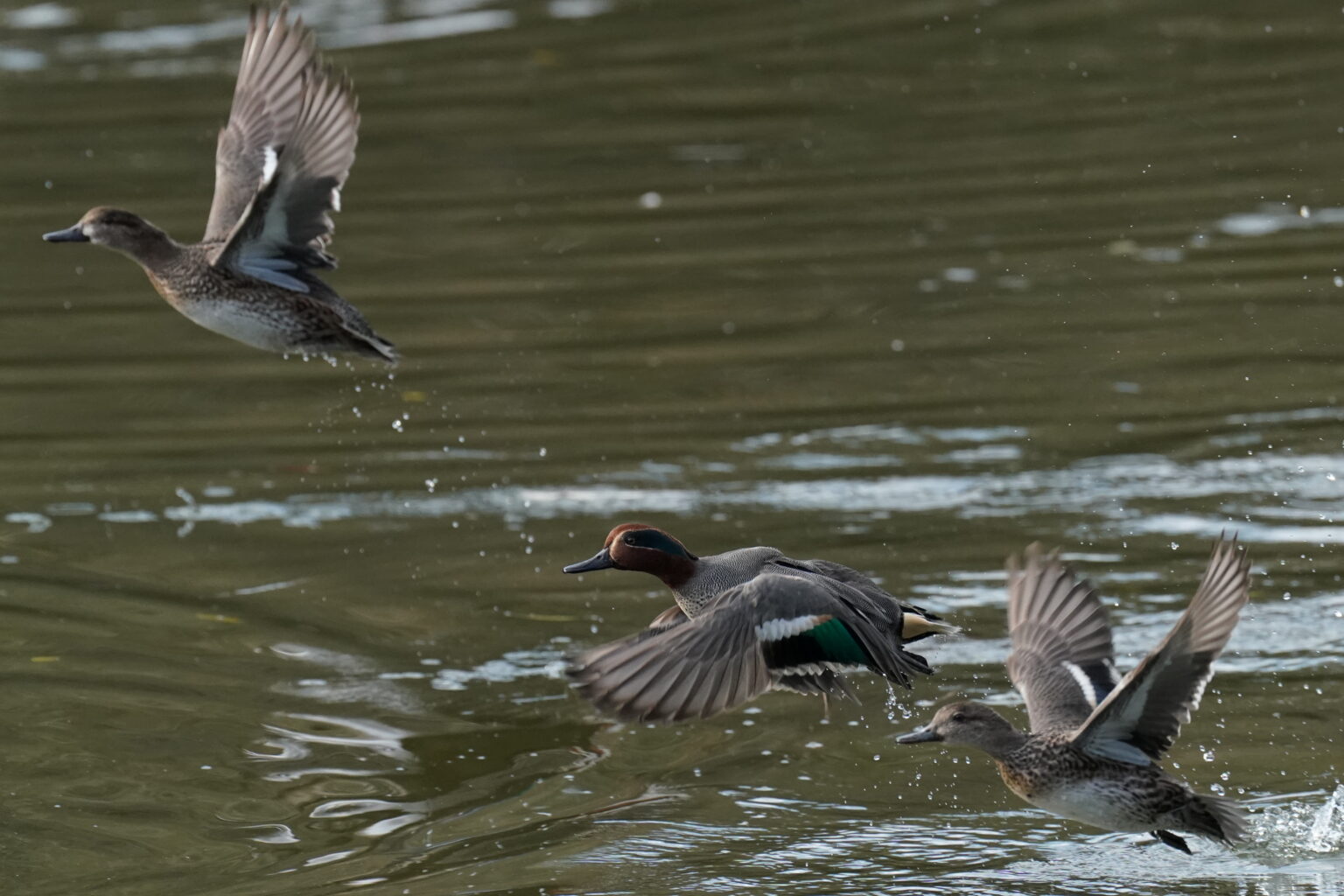 Best Places To Hunt Ducks on iSportsman Locations | iSportsman USA