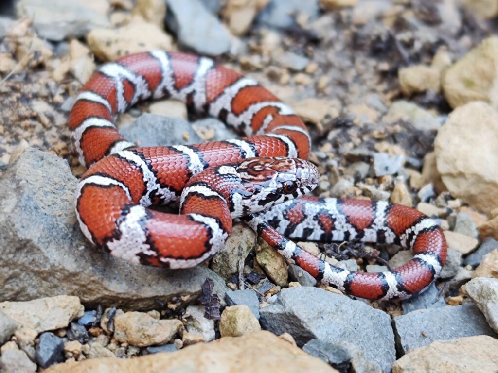5 Amazing Kentucky Snake Species Found at Fort Knox