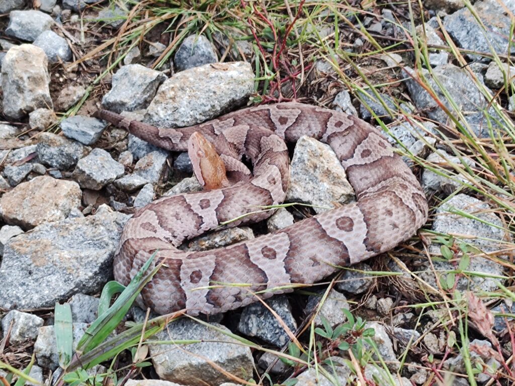 5 Amazing Kentucky Snake Species Found at Fort Knox | iSportsman USA