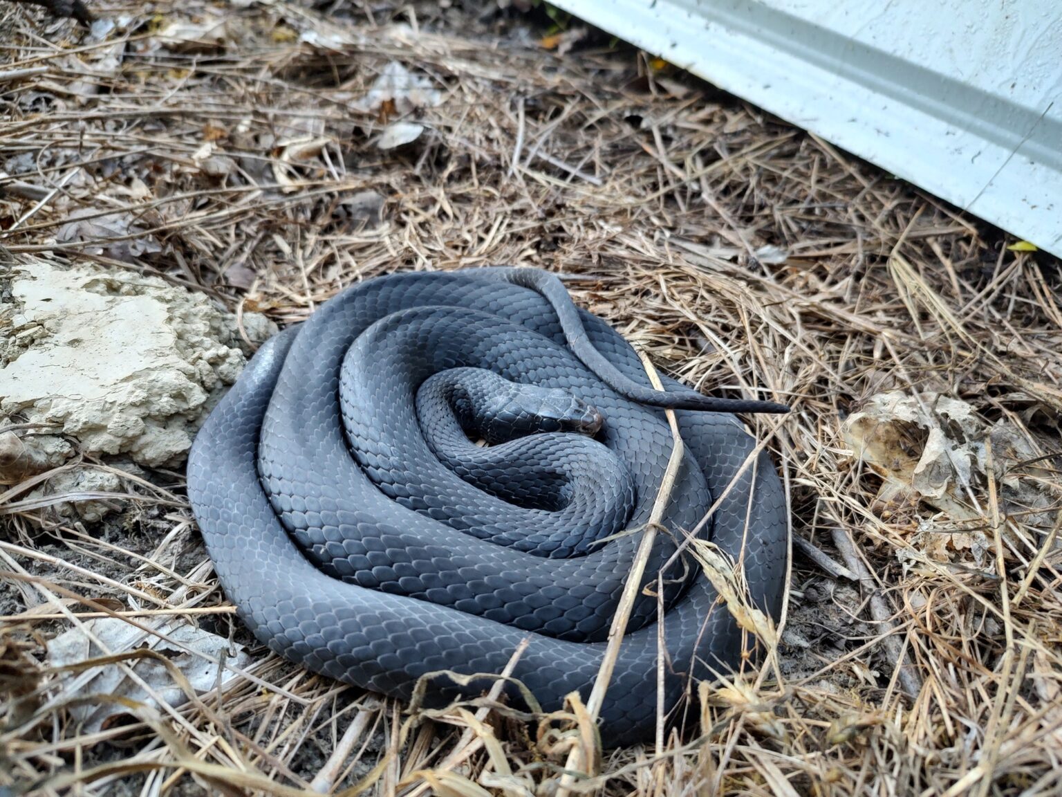 5 Amazing Kentucky Snake Species Found at Fort Knox