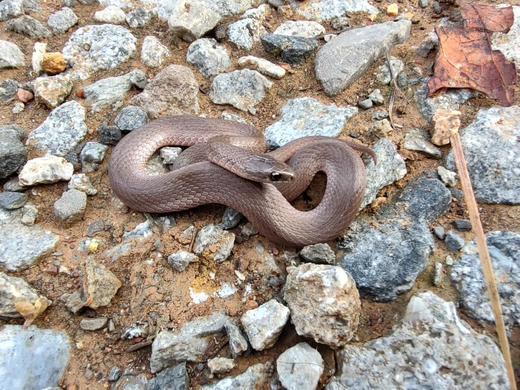 5 Amazing Kentucky Snake Species Found at Fort Knox