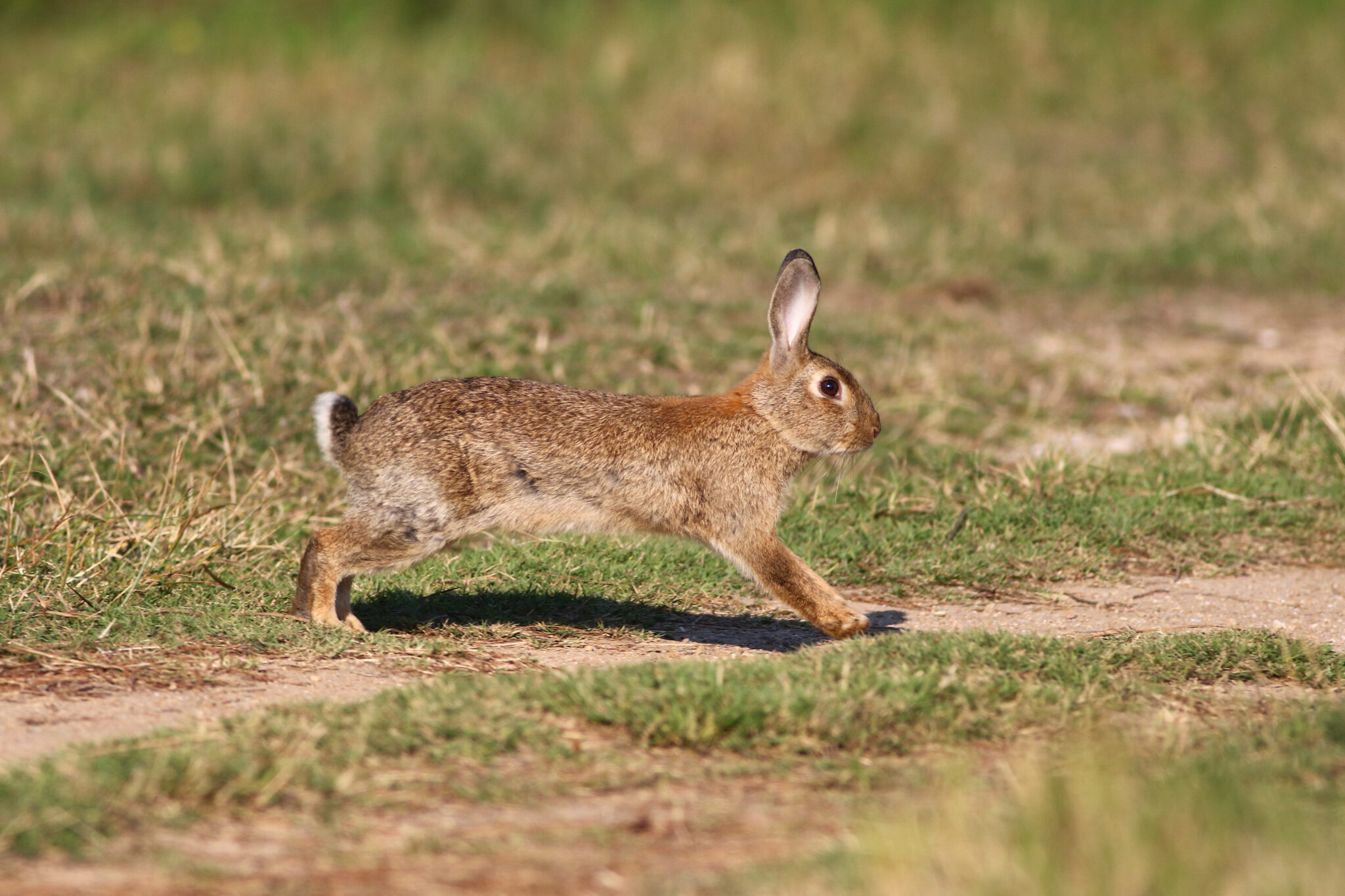 4 iSportsman Locations for Rabbit Hunting - iSportsman USA