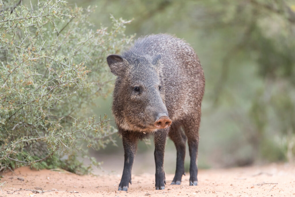 The Finest Javelina Hunts Available from iSportsman