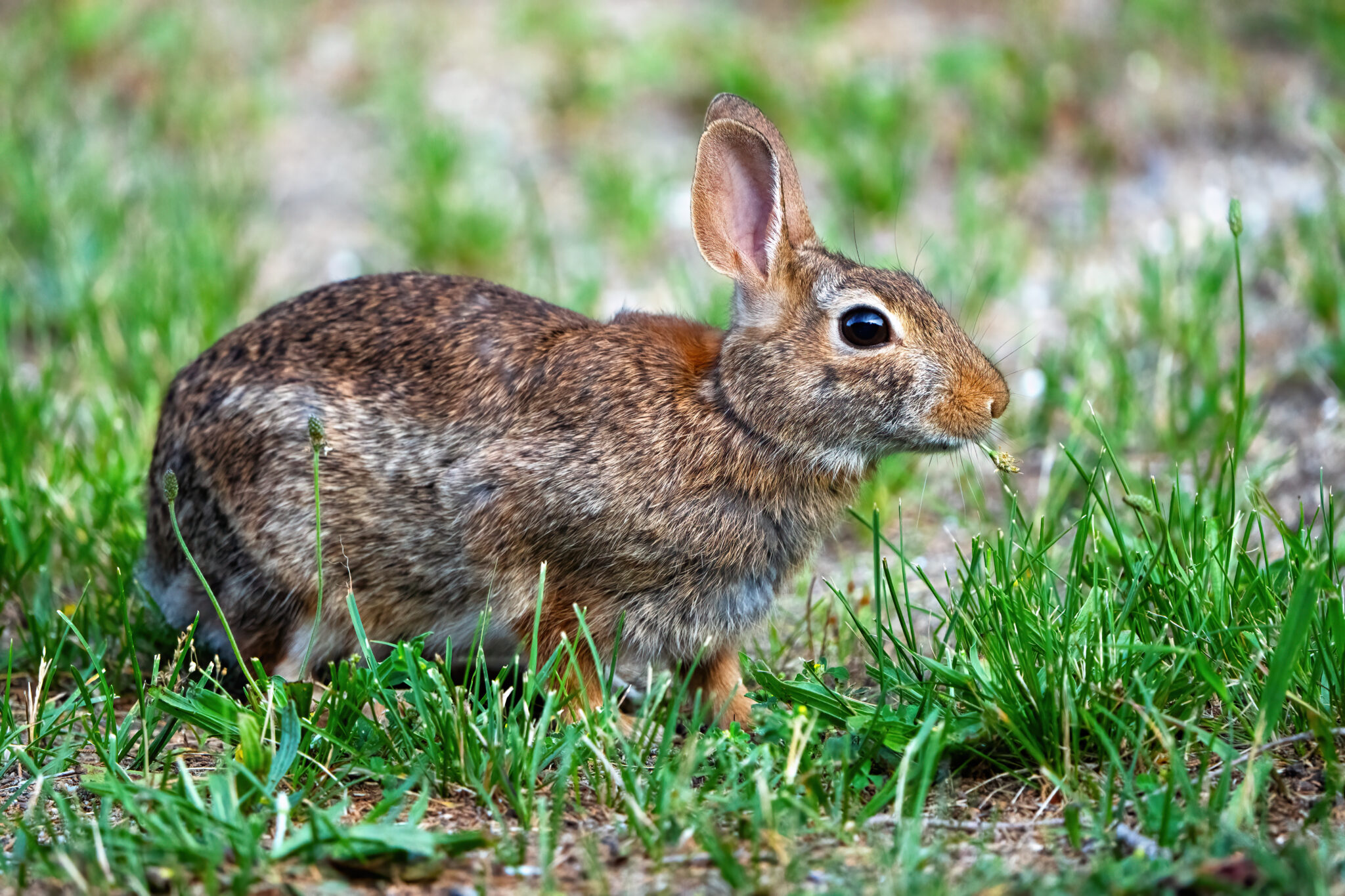 Discover the Best Cottontail Rabbit Hunting Locations | iSportsman USA