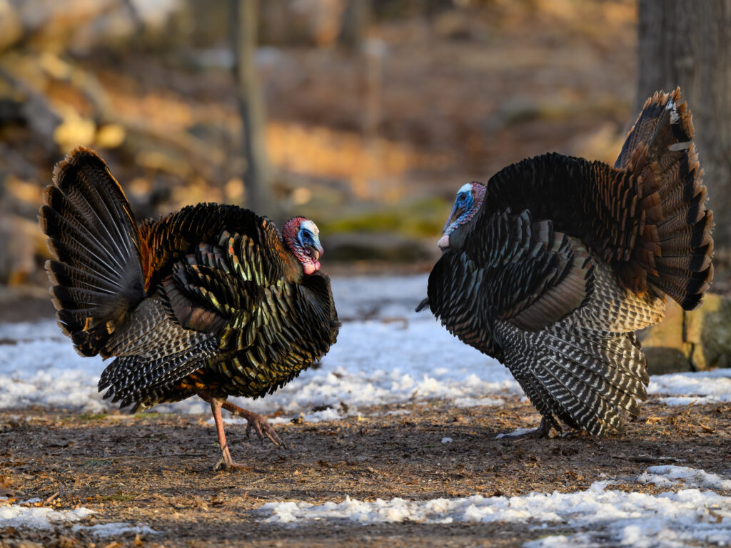 Guide to Kansas Public Land Turkey Hunts from iSportsman