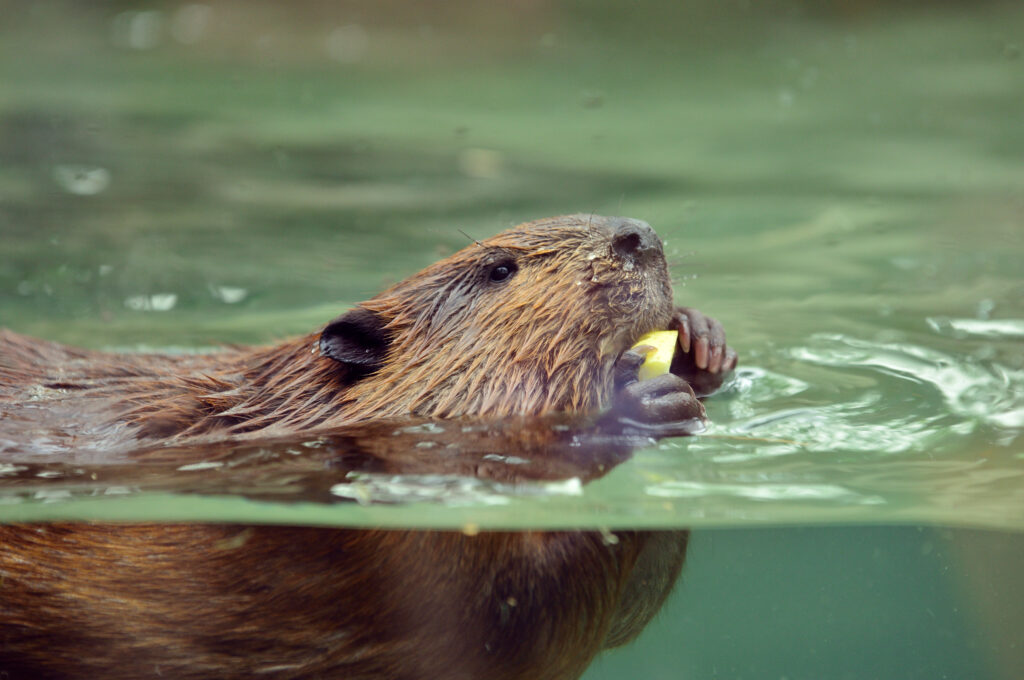 Get Started Beaver Trapping Before the Season’s Over