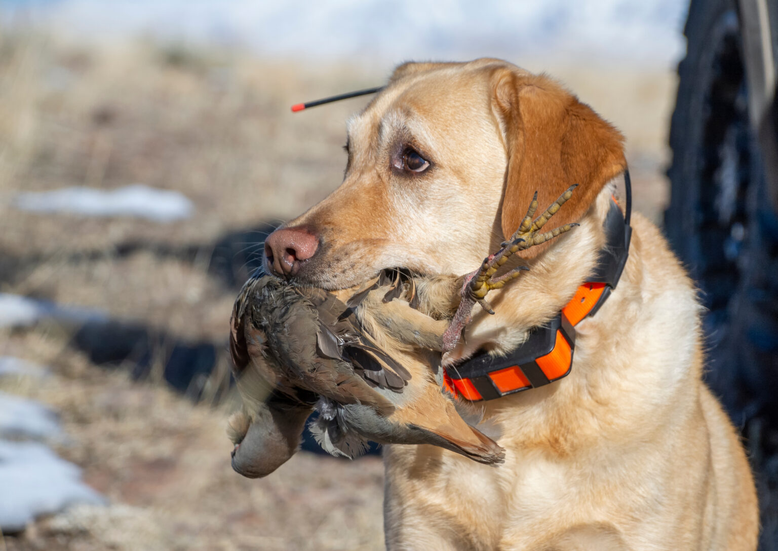 What is the Hunting Retriever Club? - iSportsman USA | iSportsman USA
