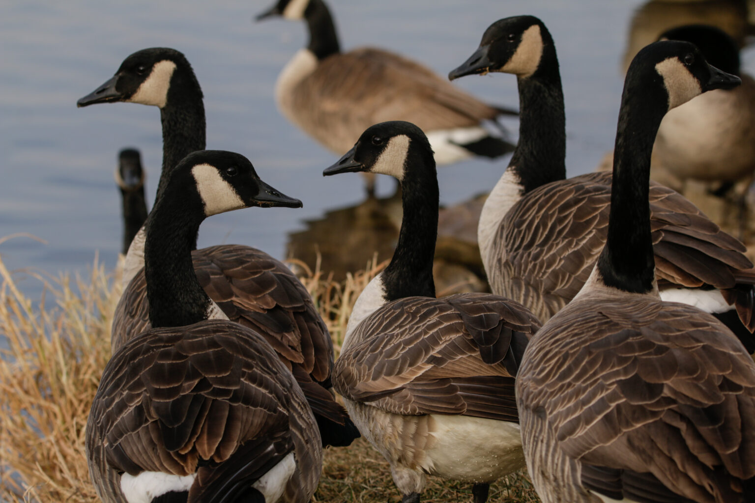 iSportsman Fort Riley: A Goose Hunting Haven
