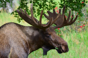 Alaska Moose Hunting 101 - iSportsman USA
