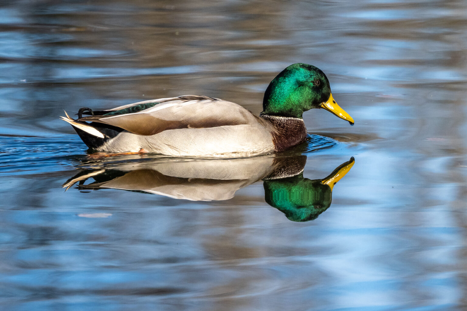 Duck Mounting 101: The Basics for Mounting a Duck