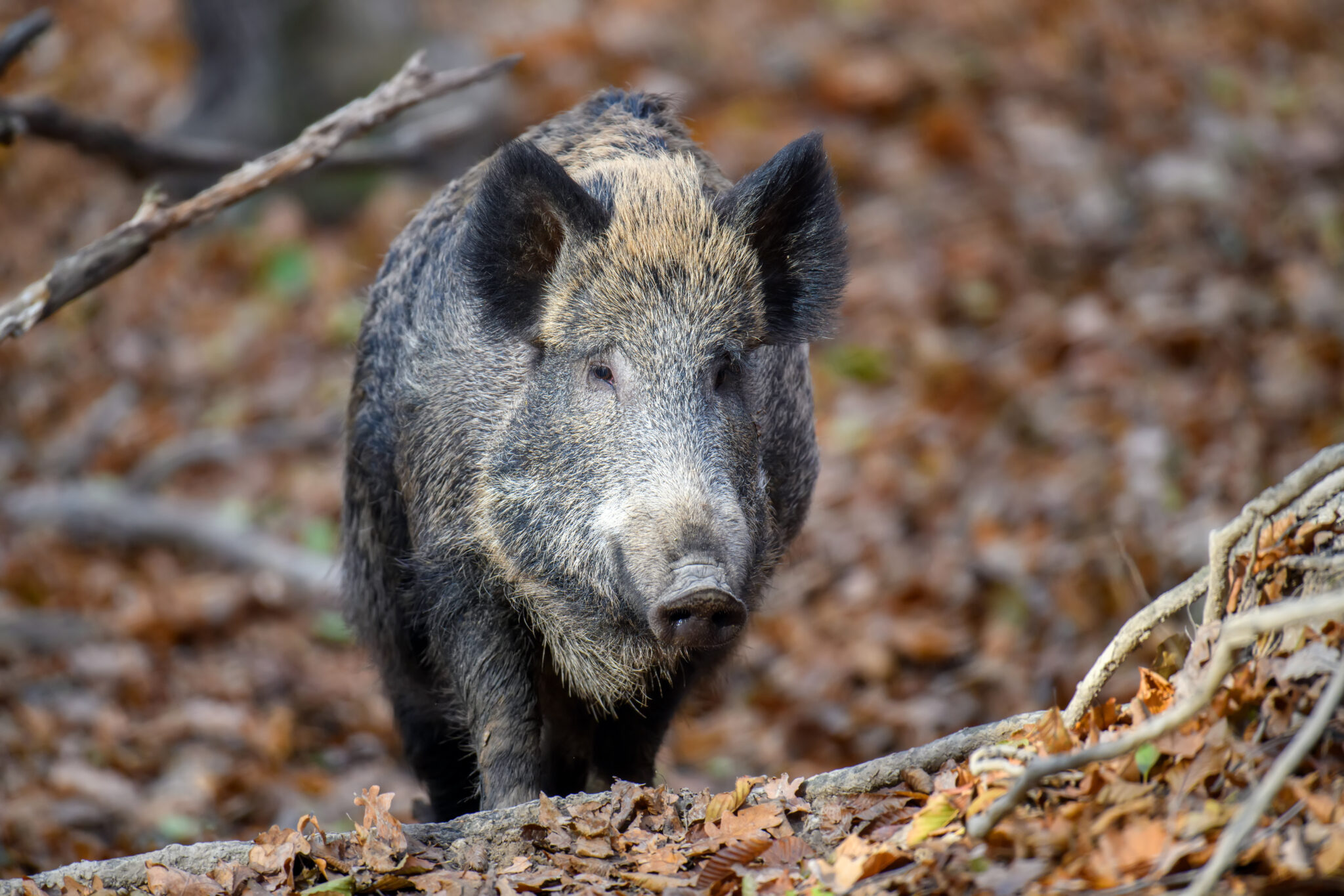Hunting Feral Hogs in Virginia - iSportsman USA