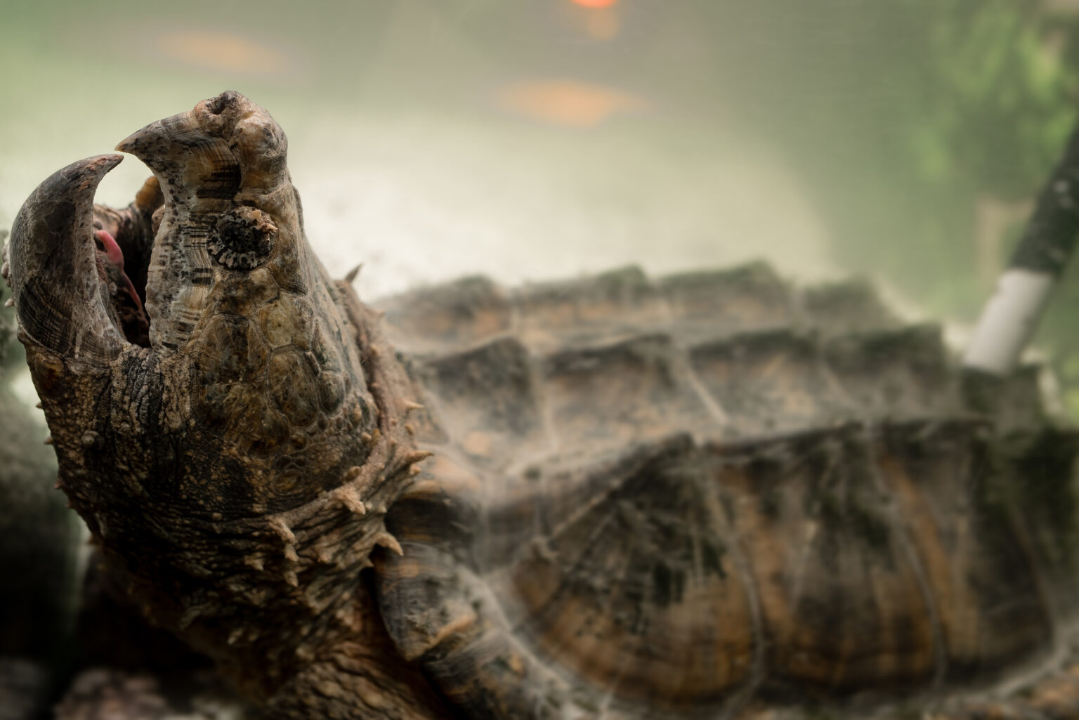 Giant Snapping Turtles: Everything You Need to Know