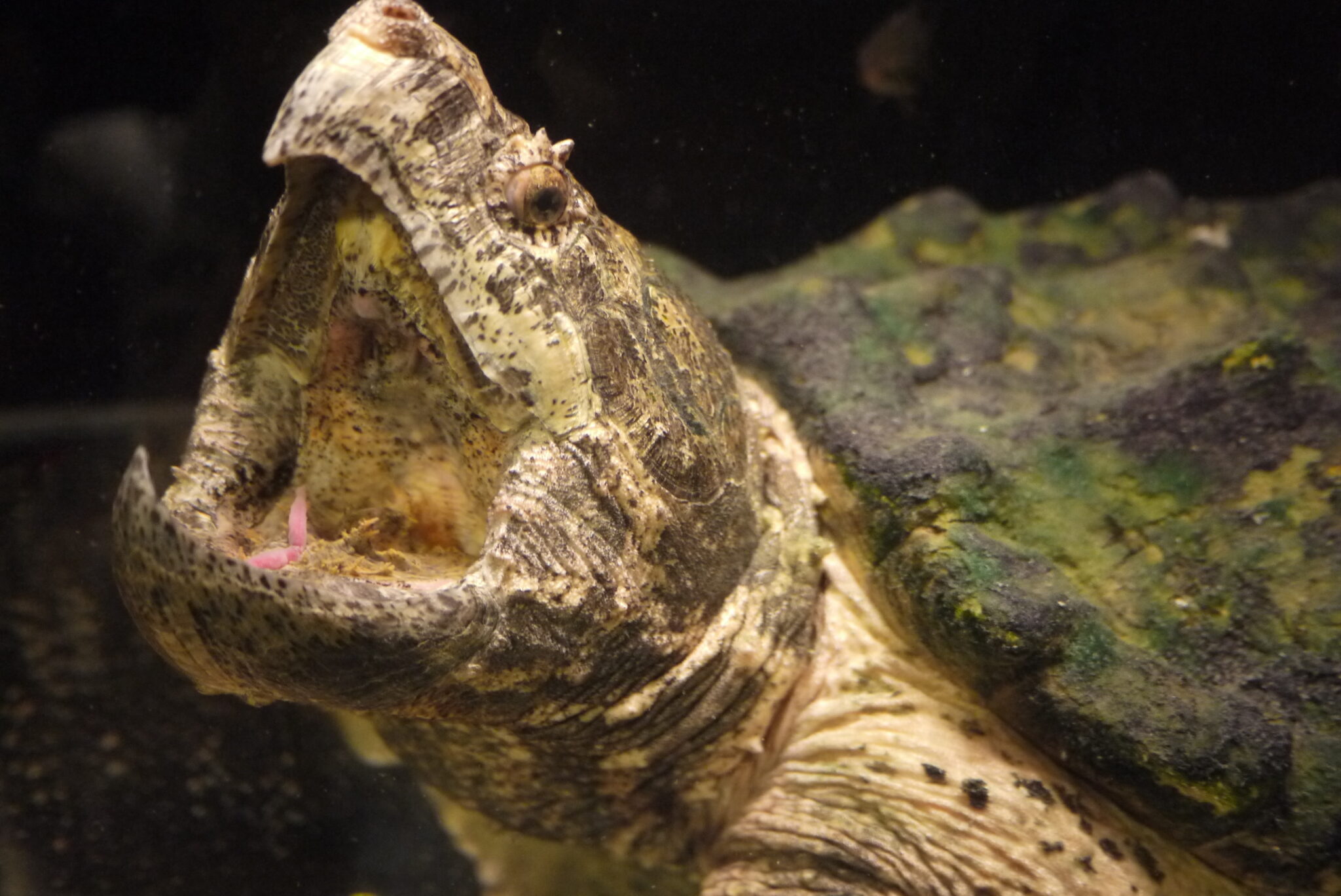 Giant Snapping Turtles: Everything You Need to Know