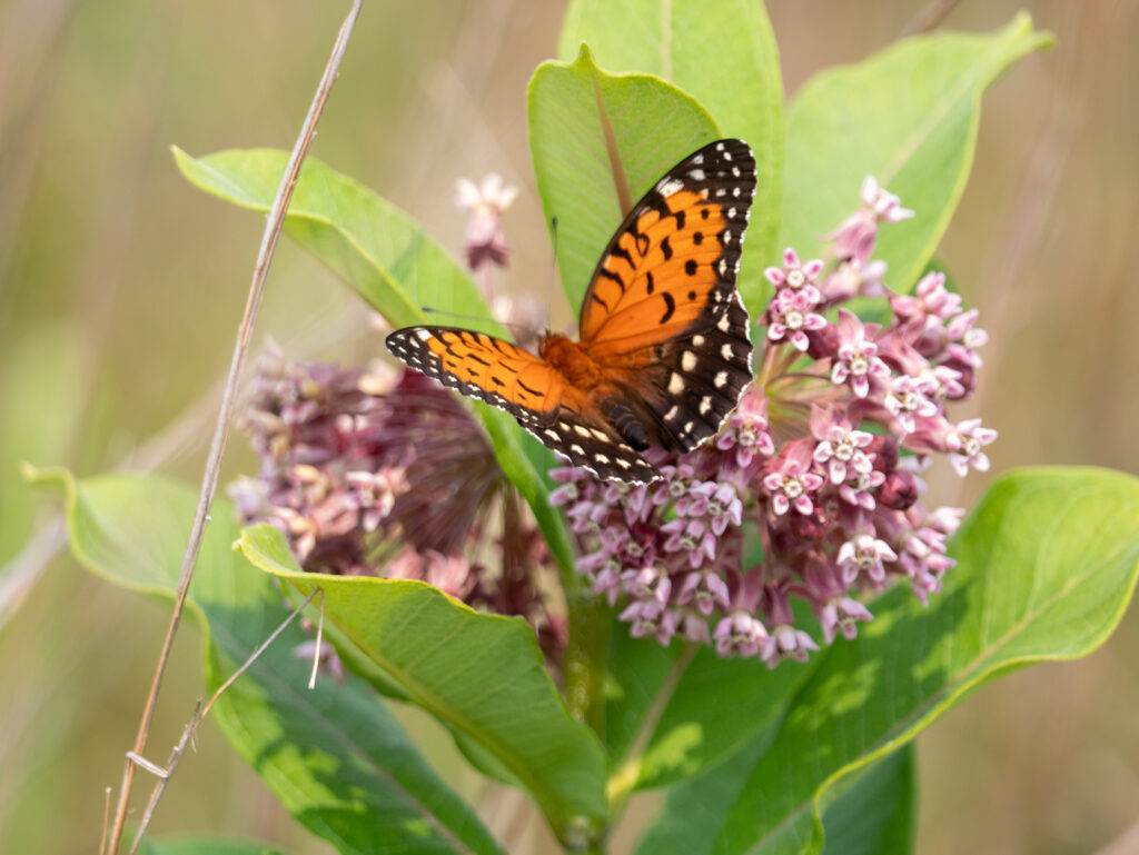 Tour Fort Indiantown Gap and Find Beautiful Butterflies | iSportsman USA