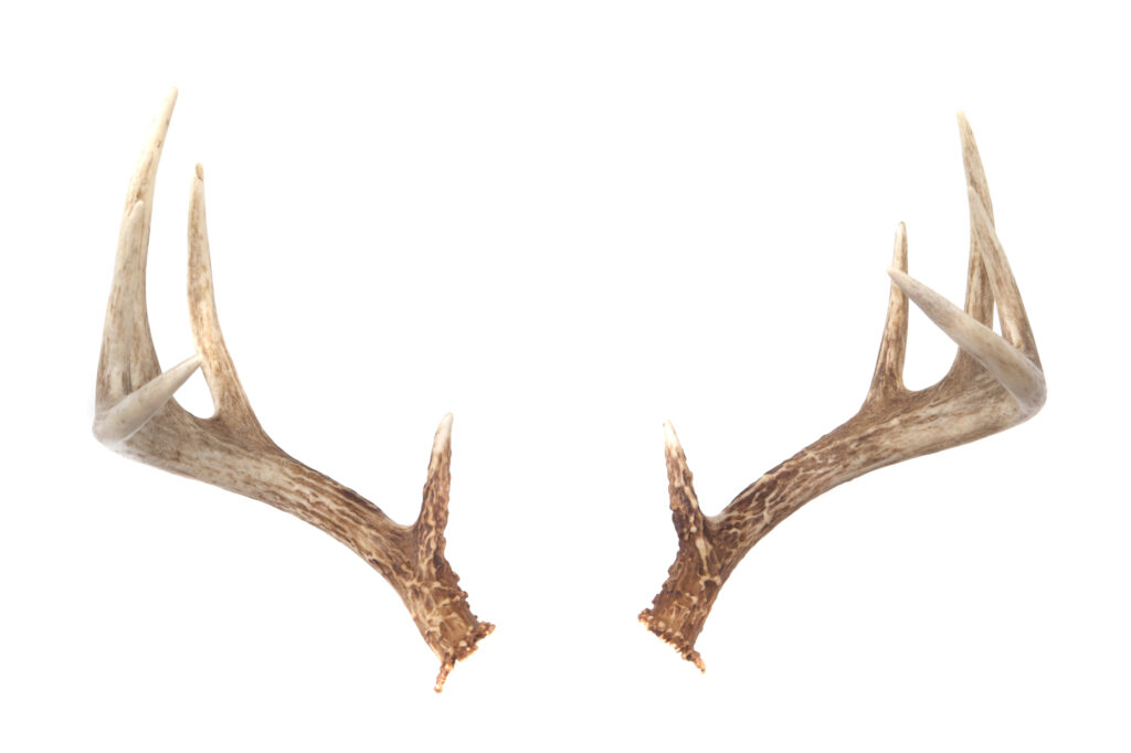 How to Score a Buck Using the Boone and Crockett System | iSportsman USA