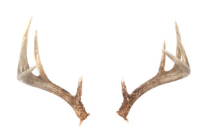 How to Score a Buck Using the Boone and Crockett System | iSportsman USA