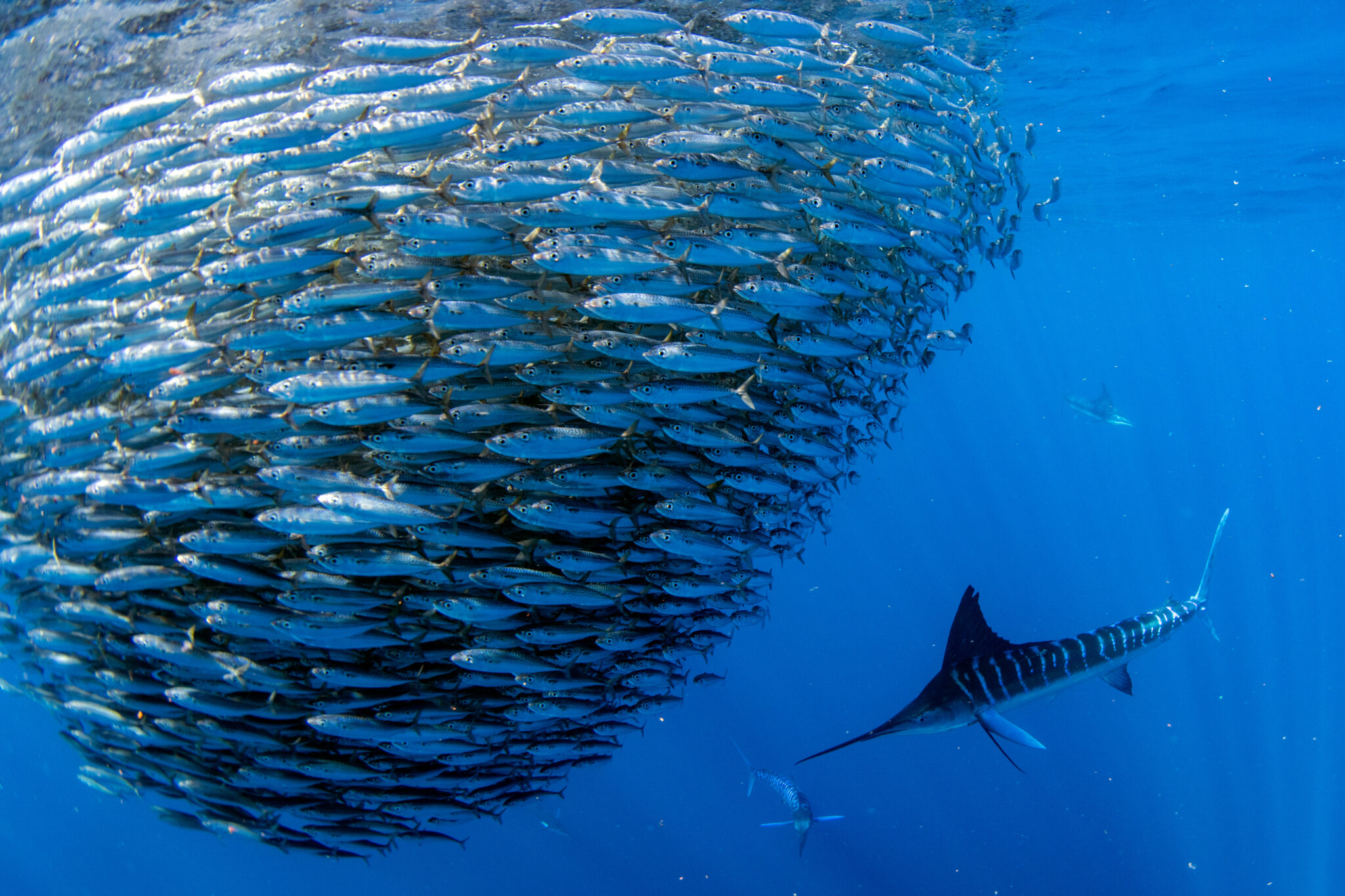 Your Guide to Fishing for Marlin in the USA - iSportsman USA ...