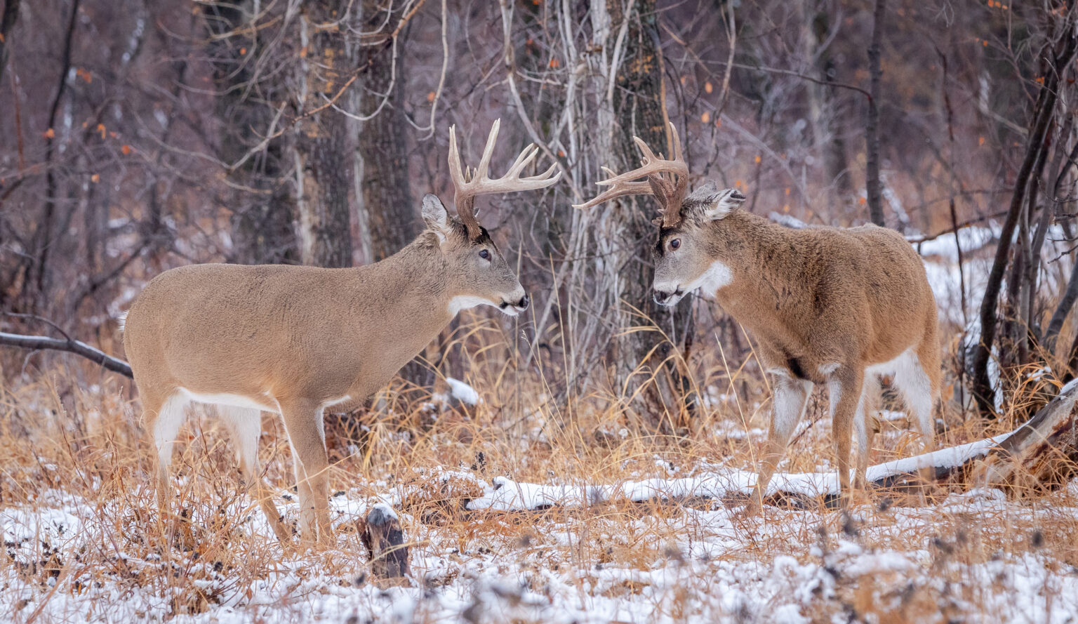 How to Score a Buck Using the Boone and Crockett System | iSportsman USA
