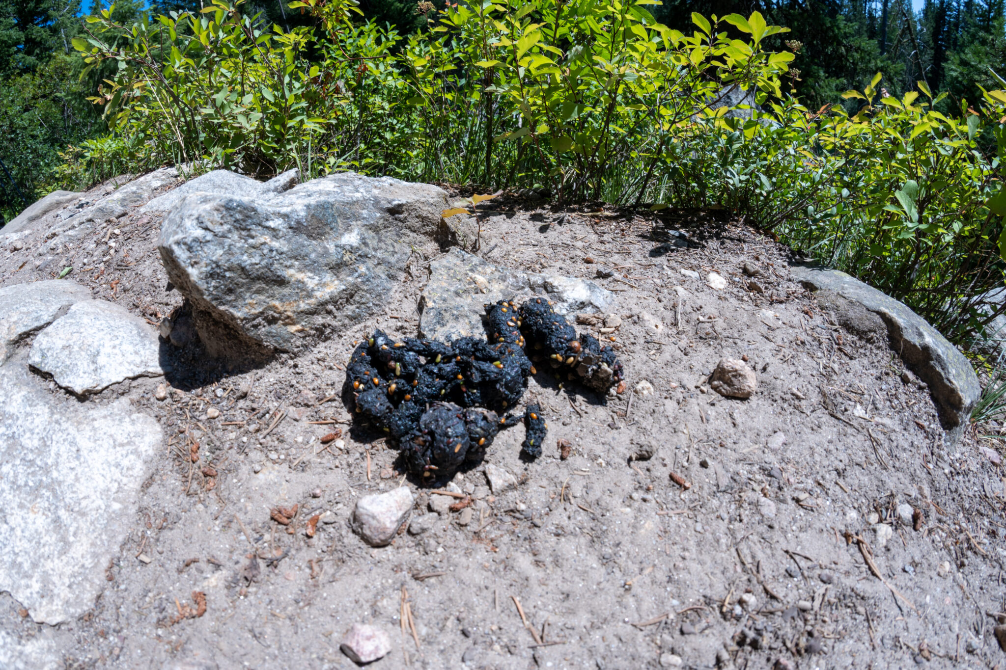 Identifying Bear Scat: A Guide for Hunters and Outdoorsmen