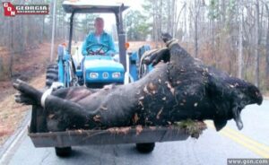 Largest Wild Hog Ever Recorded - iSportsman USA