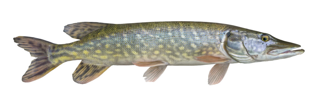 Muskie vs Pike: Understanding the Key Differences