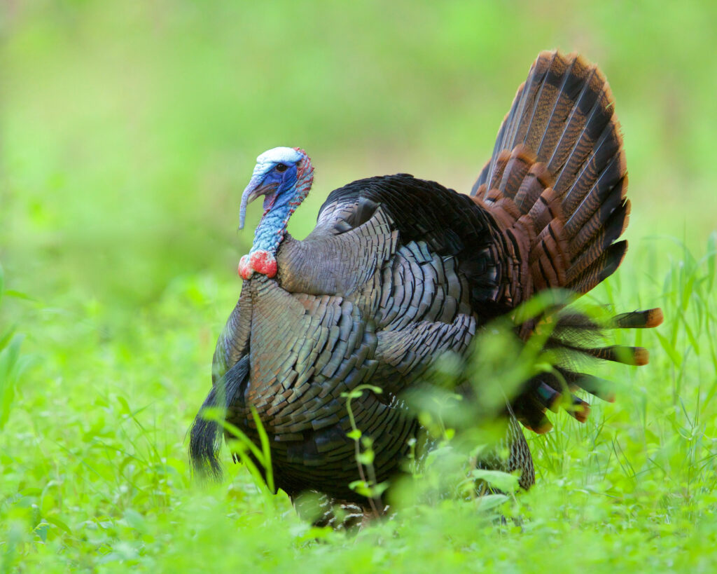 Apply for the Kansas Wild Turkey Season Spring Lottery